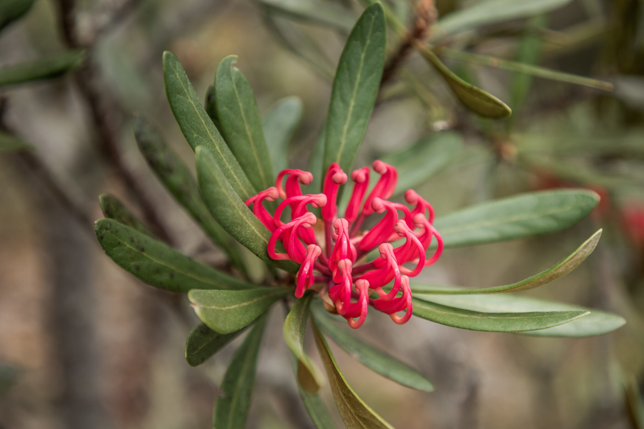 lakapawa nipaluna – Blak Led Tours Tasmania